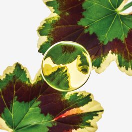 Esencia Elixir - Eau de Parfum de Loewe ≡ SEPHORA