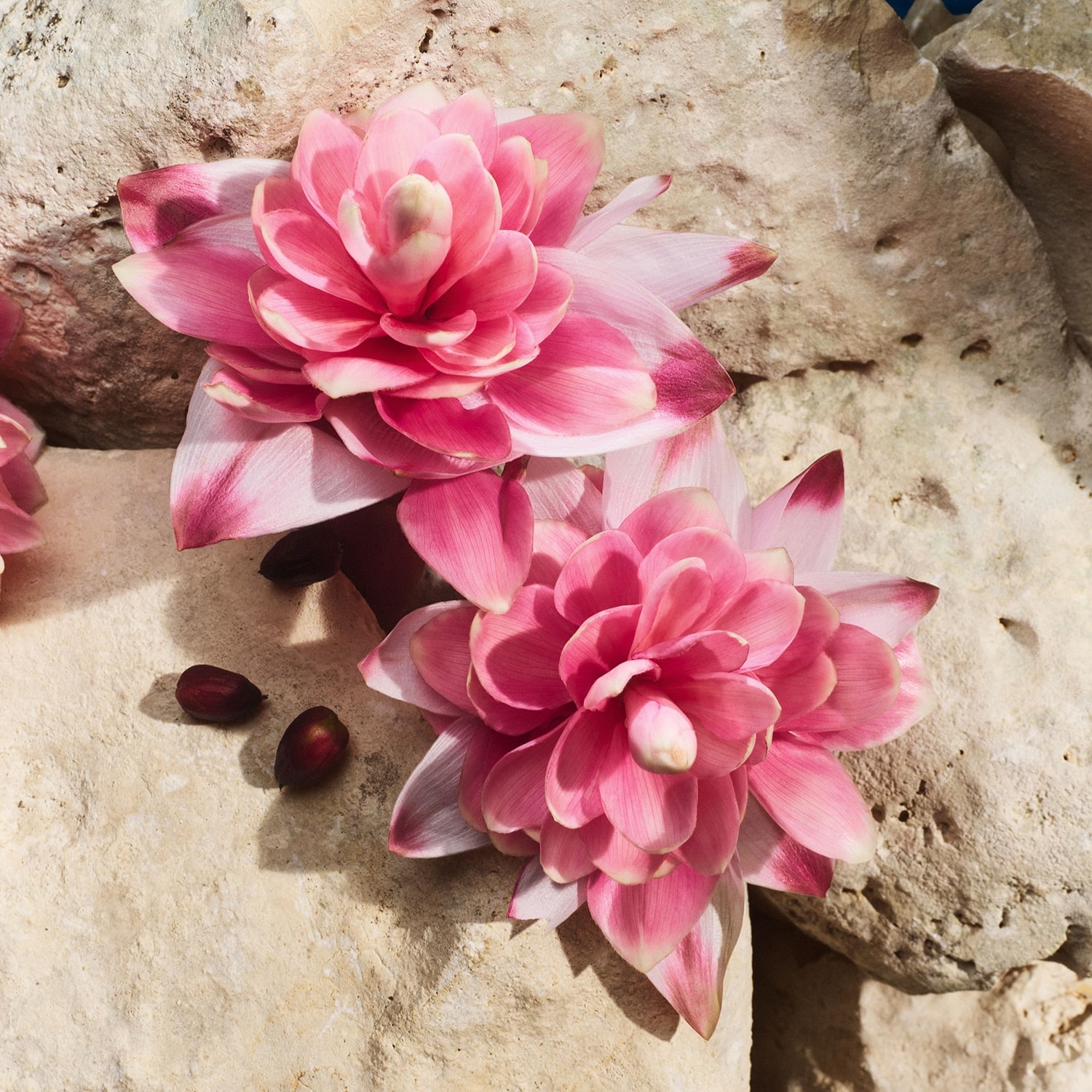 Light Blue Capri in Love - Eau de Parfum de Dolce & Gabbana ≡ SEPHORA